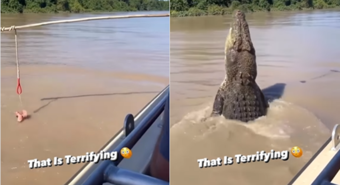 Tourists gasp as huge crocodile suddenly appears in terrifying display ...
