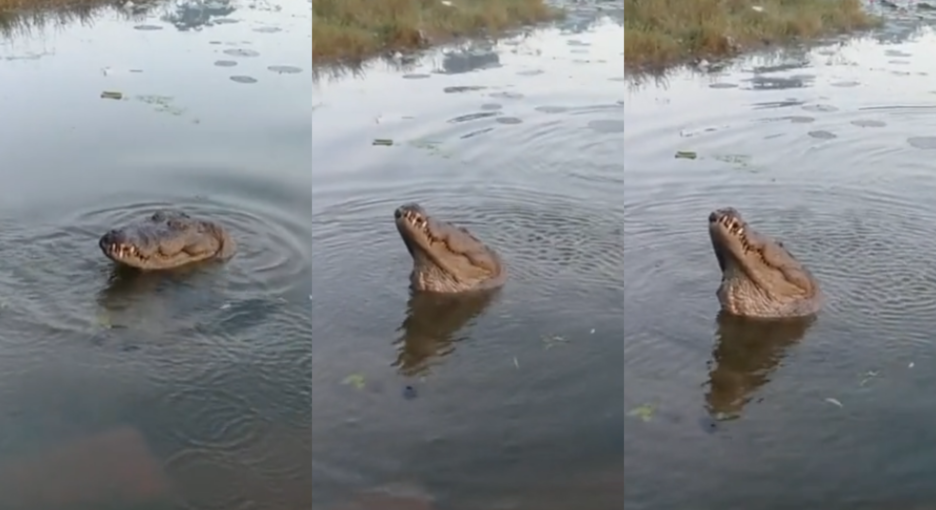 Incredible video shows crocodile making gut-wrenching ‘primal roar’