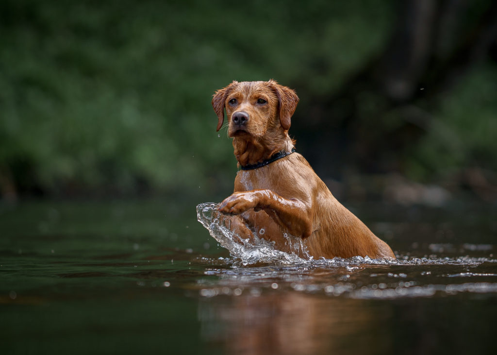 Professor asks to spread awareness after dog-killing parasite found in ...