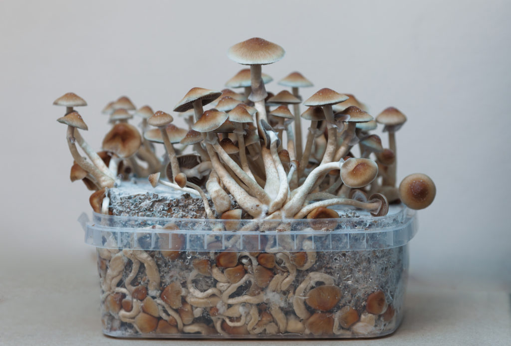 Mushrooms become the building blocks to new homes in bizarre ...