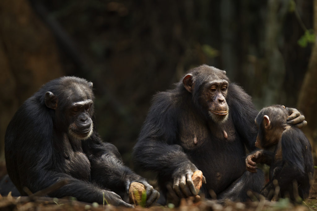 Group of chimps lose their minds as man shows off his prosthetic leg at ...