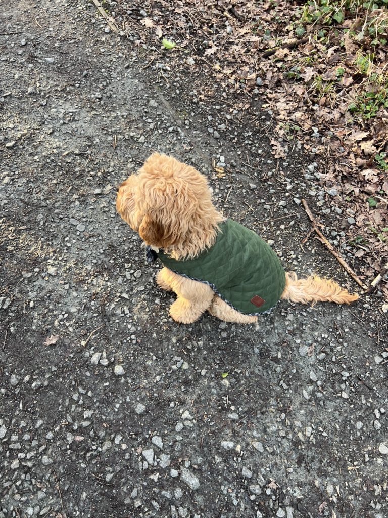 I overcame the fear of taking my dog off the leash in three key stages ...