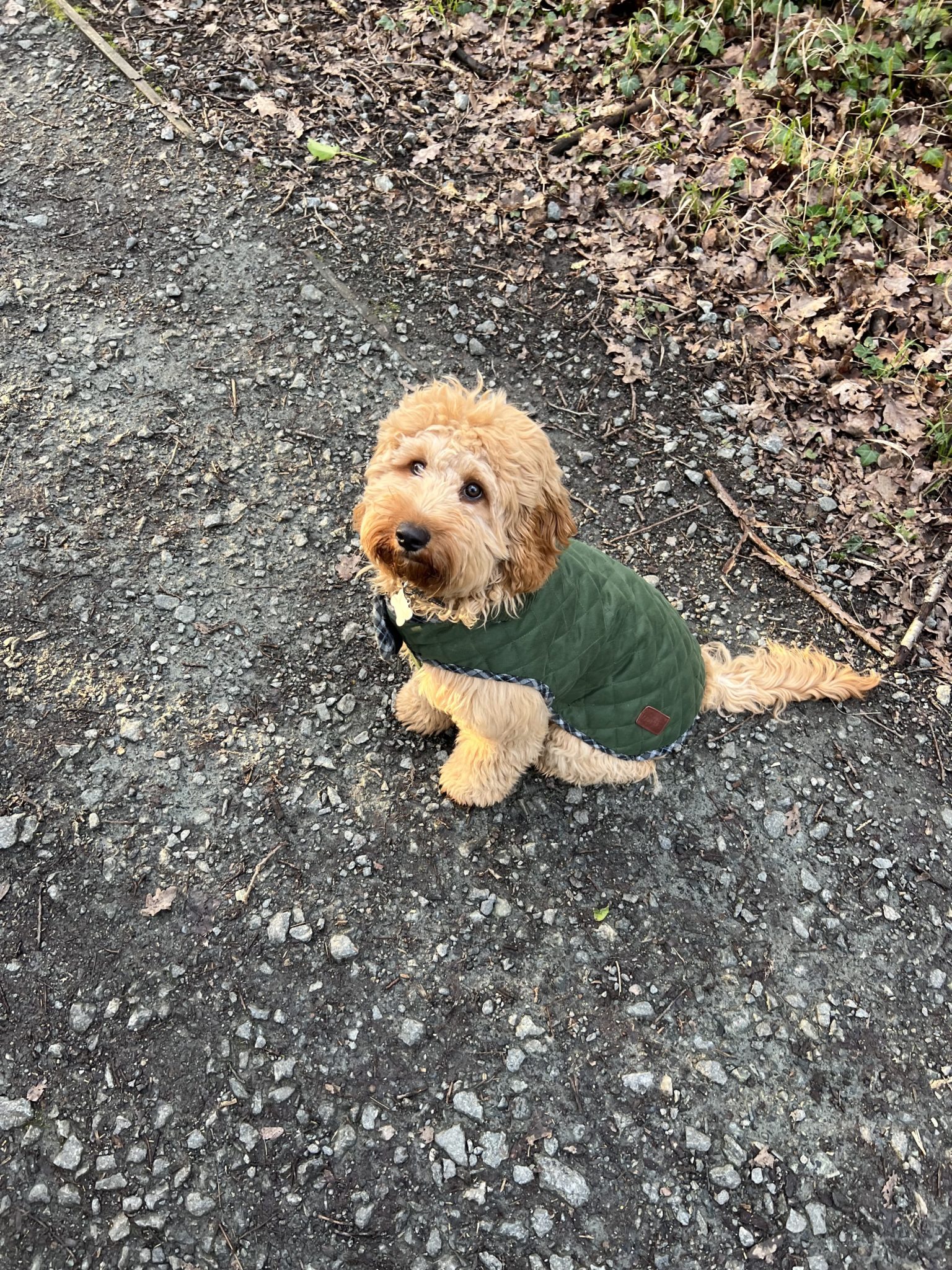 I overcame the fear of taking my dog off the leash in three key stages ...
