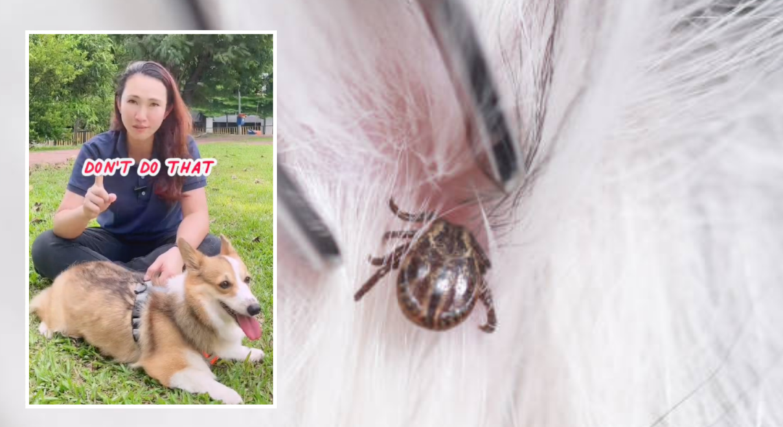 Vet explains the correct way to remove ticks on your dog and highlights ...