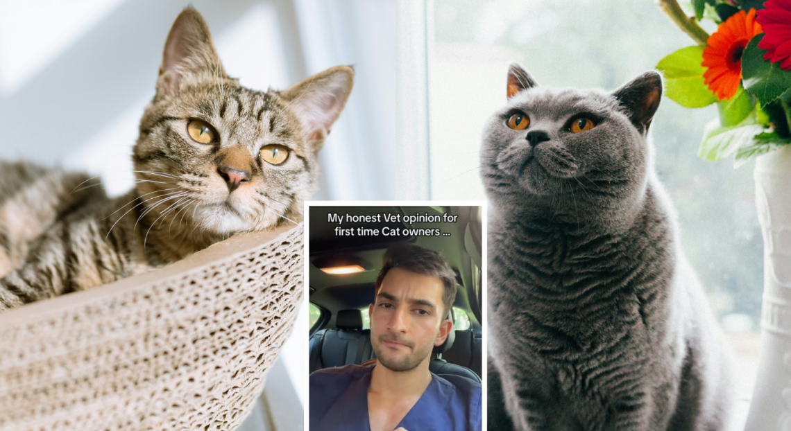 Vet has key piece of advice for first-time cat owners when it comes to ...