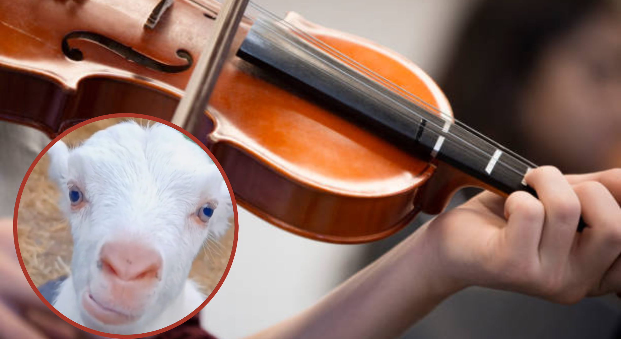 TikTok users vow to never touch a violin again after finding out how ...