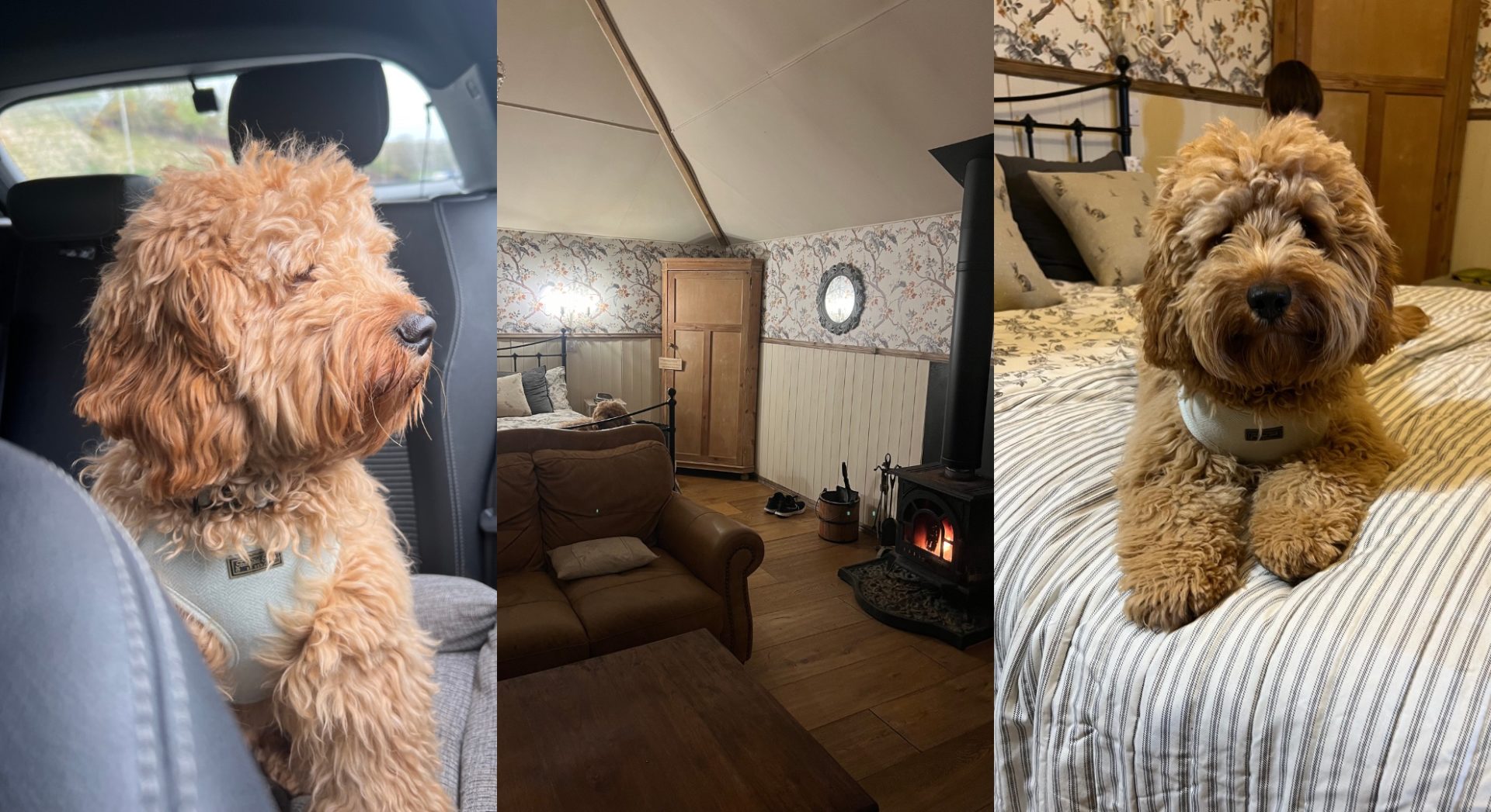 I took my puppy on his first night away from home, here are my tips for ...