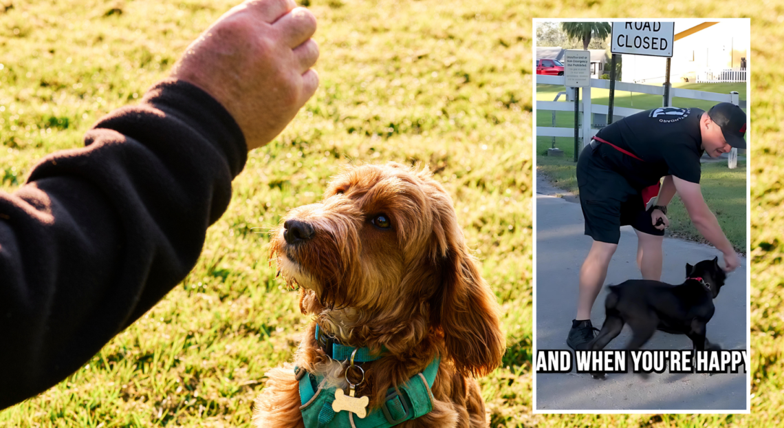 Dog trainer on the three steps you need to master to teach your dog to spin