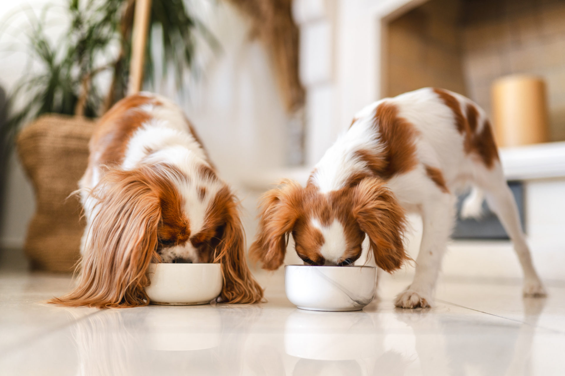 Six signs your dog could have poor gut health, according to a vet