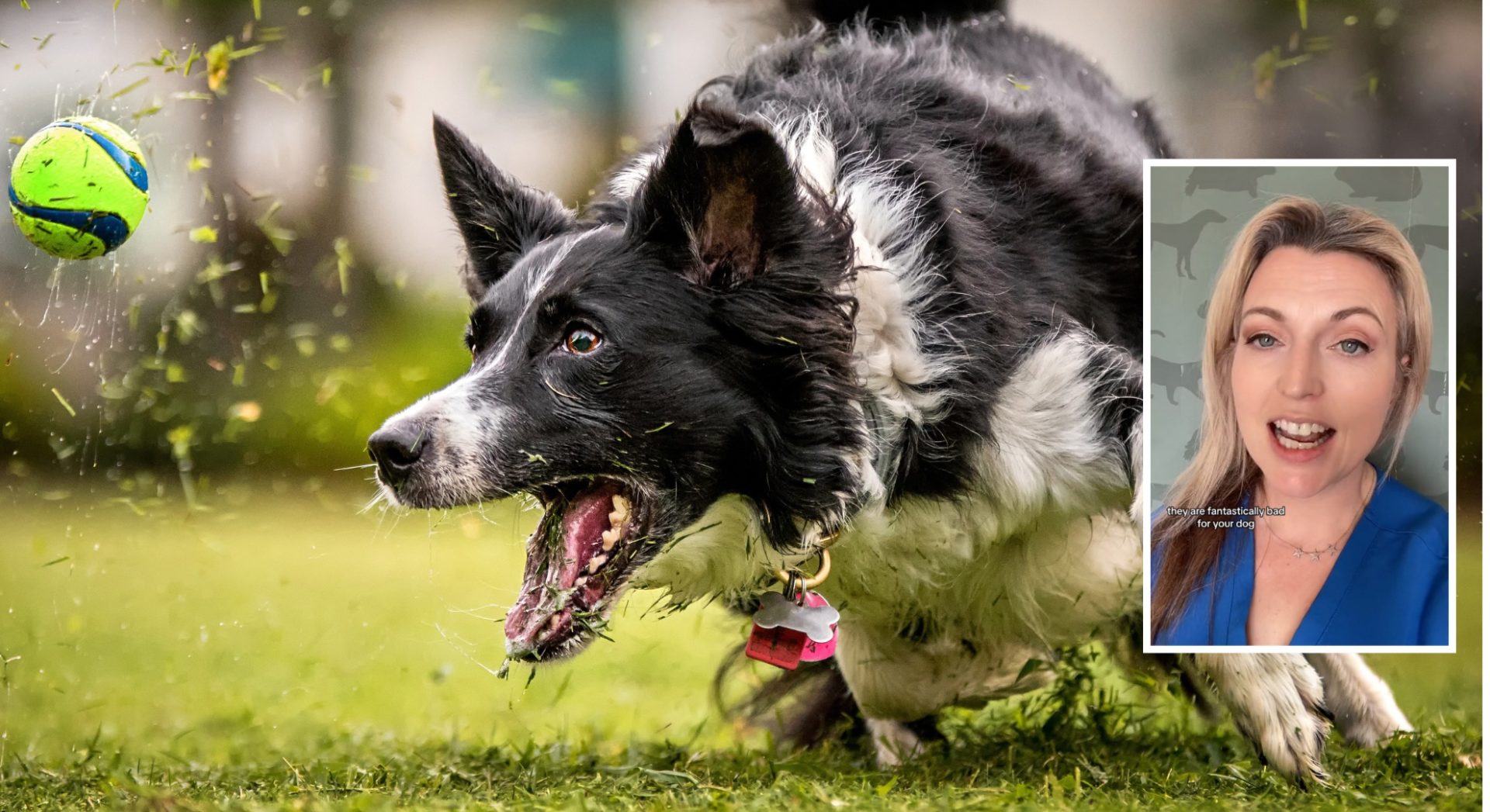 Vet urges dog owners to bin common toy which is 'fantastically bad' for ...