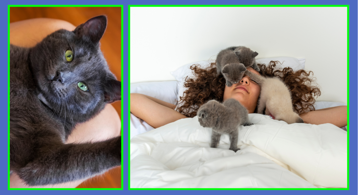 Your cat’s sleeping position says a lot about how they view you as ...