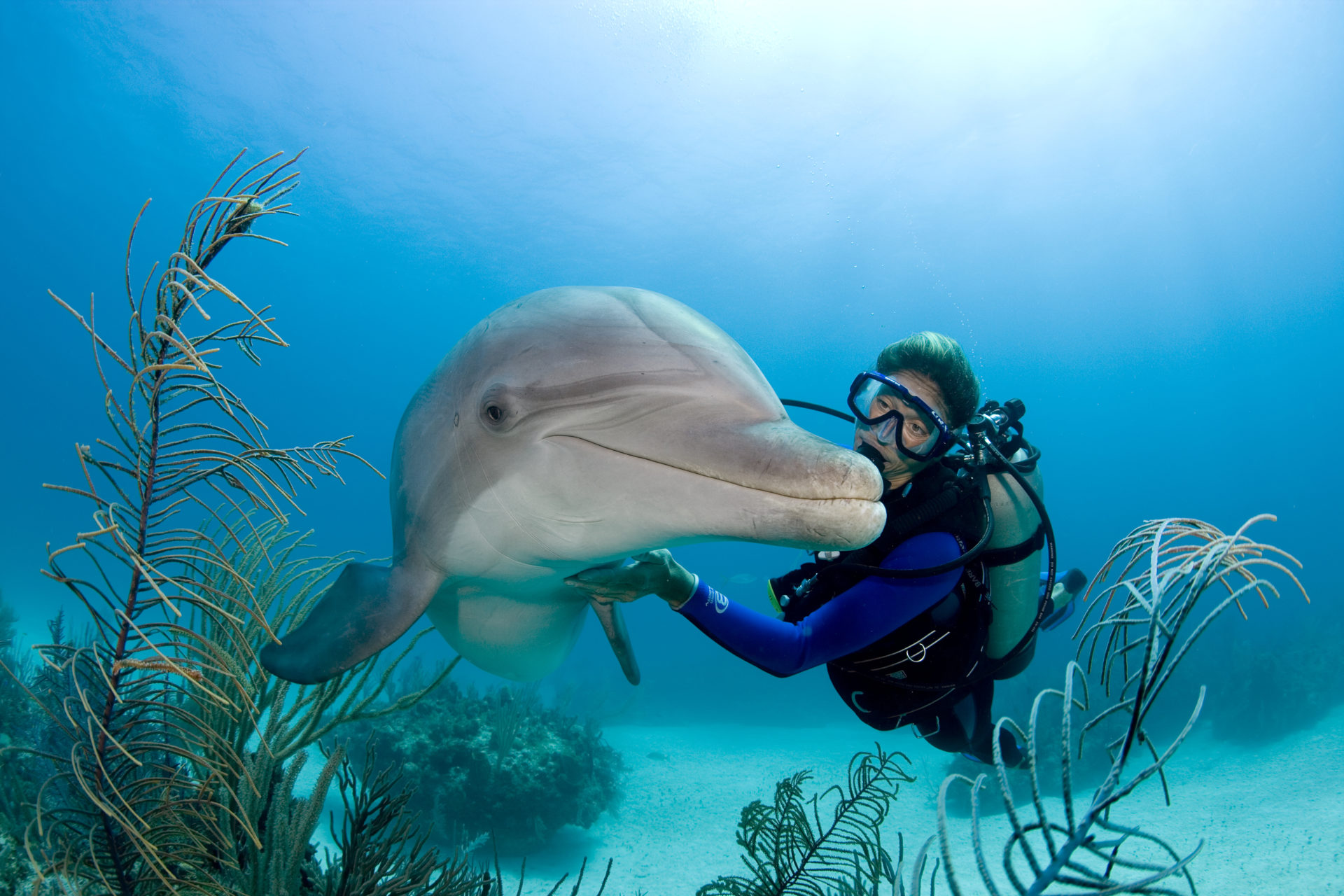 Scuba Diver reveals why she would never get in the water with dolphins