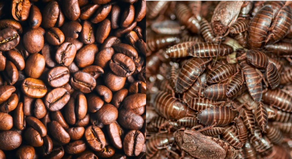 Your coffee could be contaminated with cockroaches, but so could other food