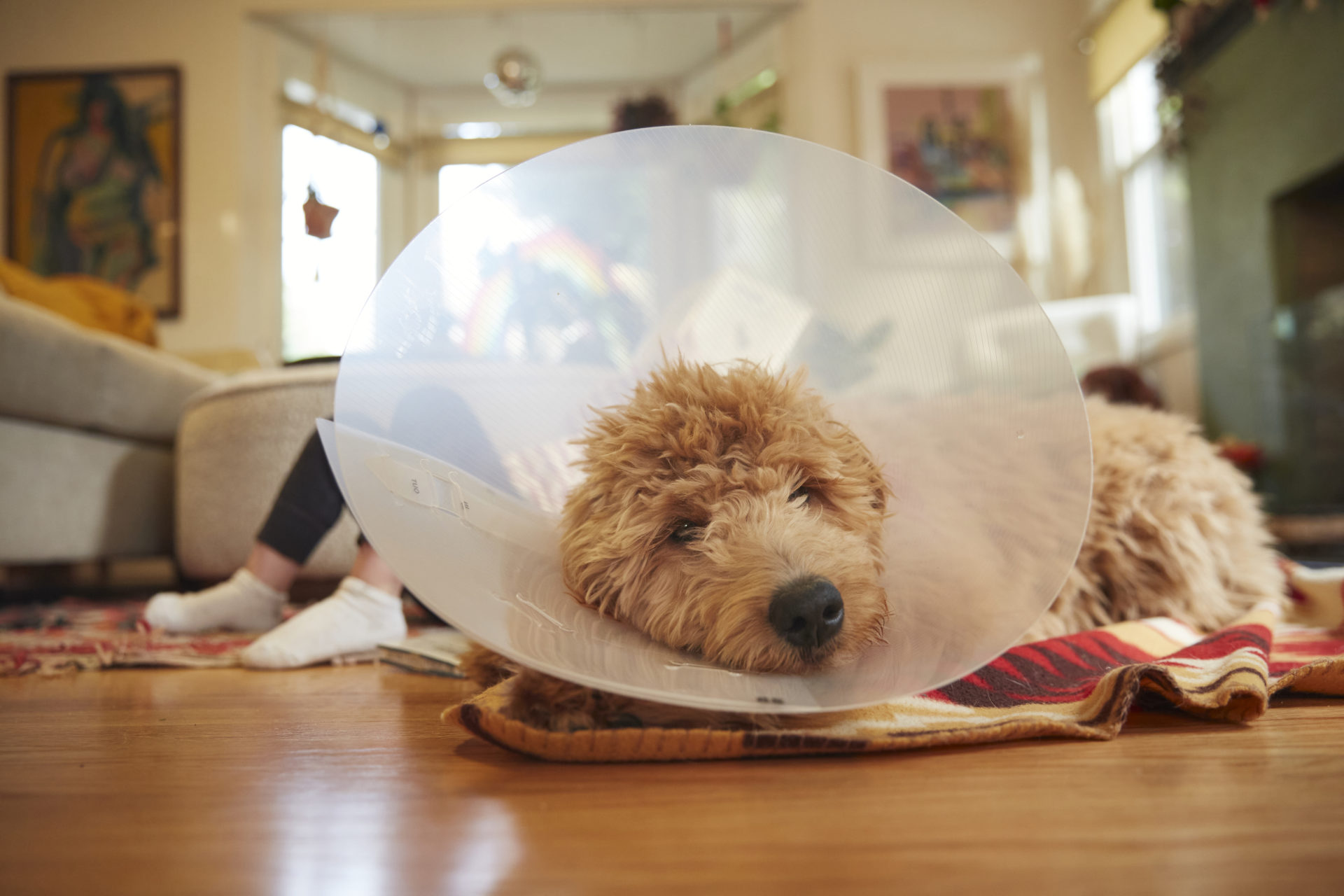 Vet busts biggest myth about spaying pets and explains how to avoid ...