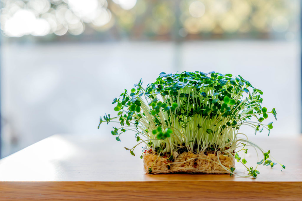 Gardener's tip to easily have a lifetime supply of world’s ‘most ...