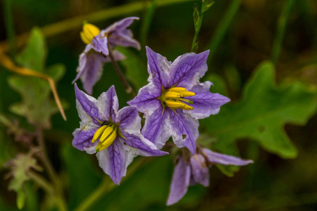 Mowing your lawn is making one plant a ‘superweed’, new study finds