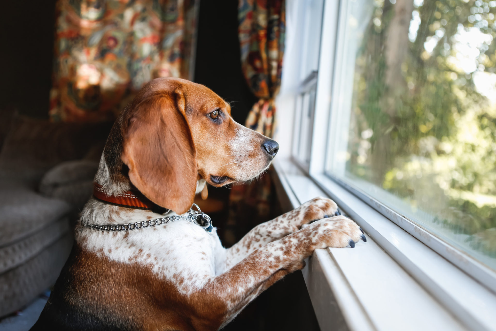 Your dog probably knows when you are about to get home from work