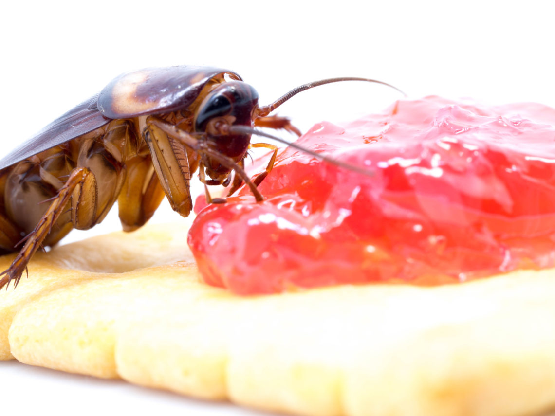 I tried to get rid of cockroaches using a DIY remedy made of two basic ...