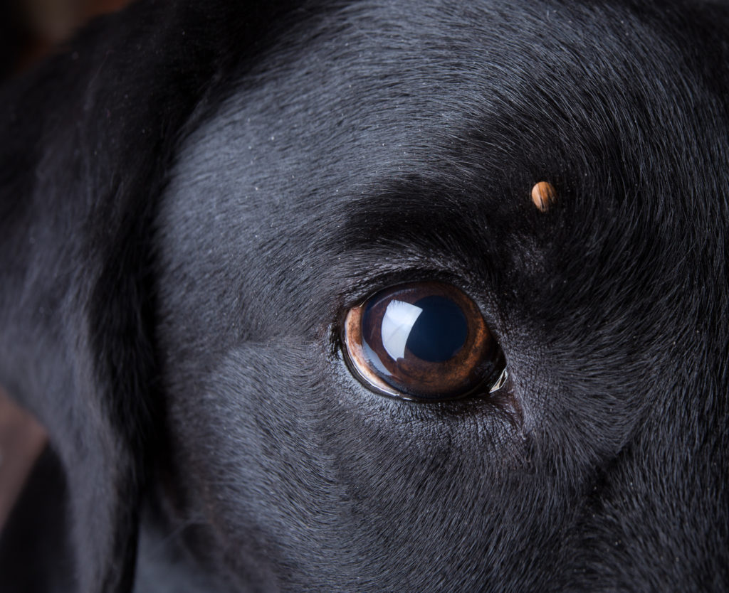 Simple daily tick routine could save your dog's life and it only takes ...