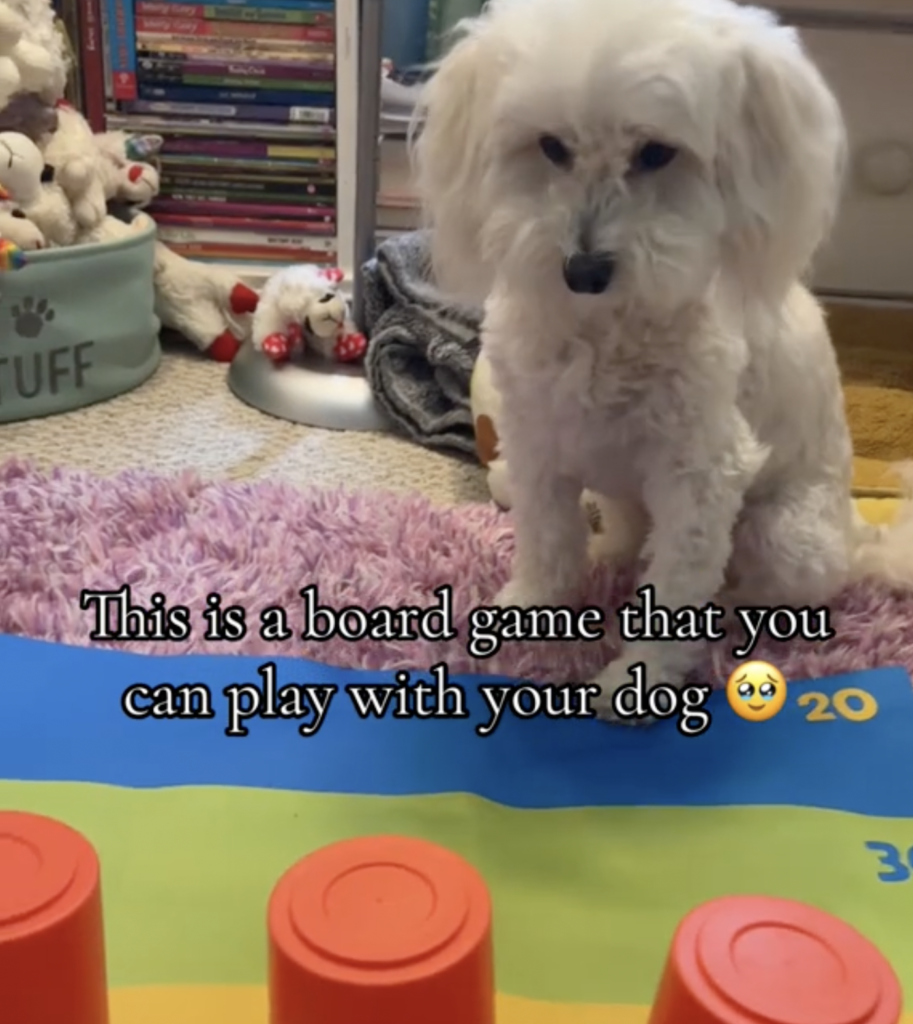 'Adorable' board game lets your dog join in with family games night