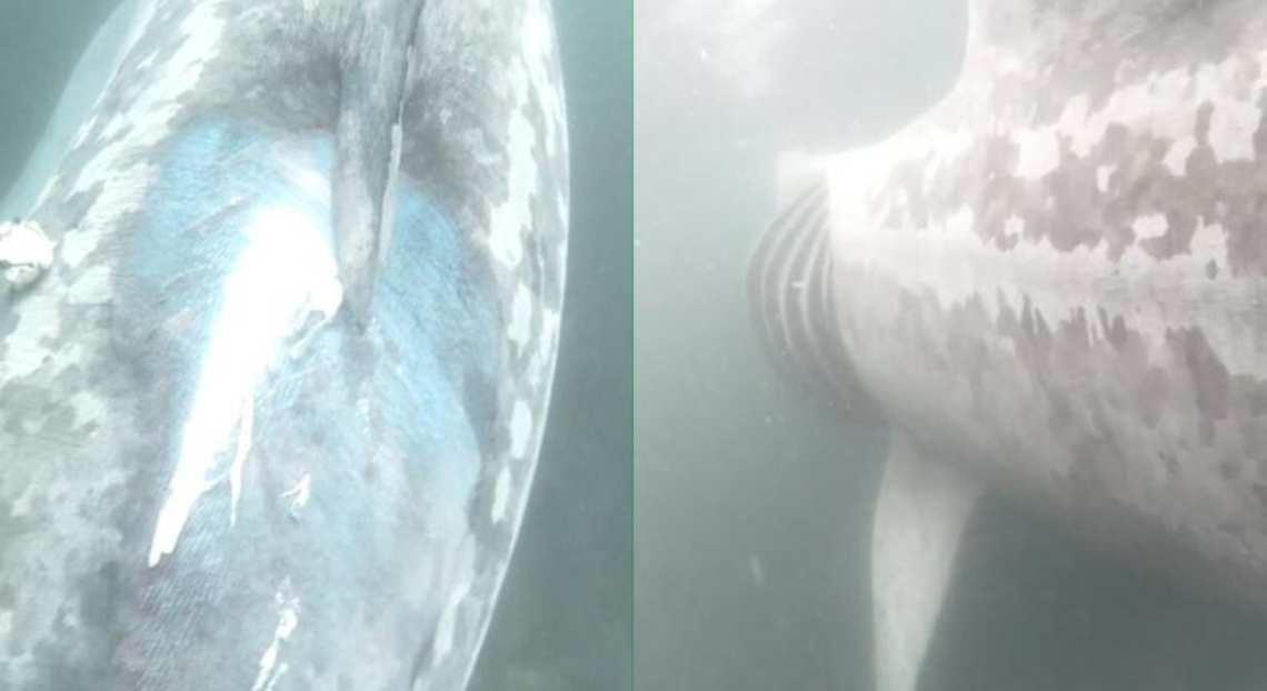 'First-ever video' captured of shark being struck by a passing boat by ...