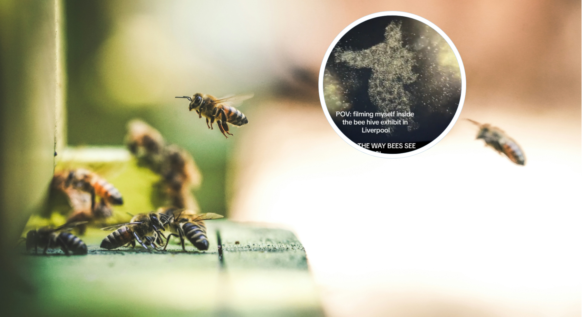 People are only just realizing how bees see humans and it's 'magical'