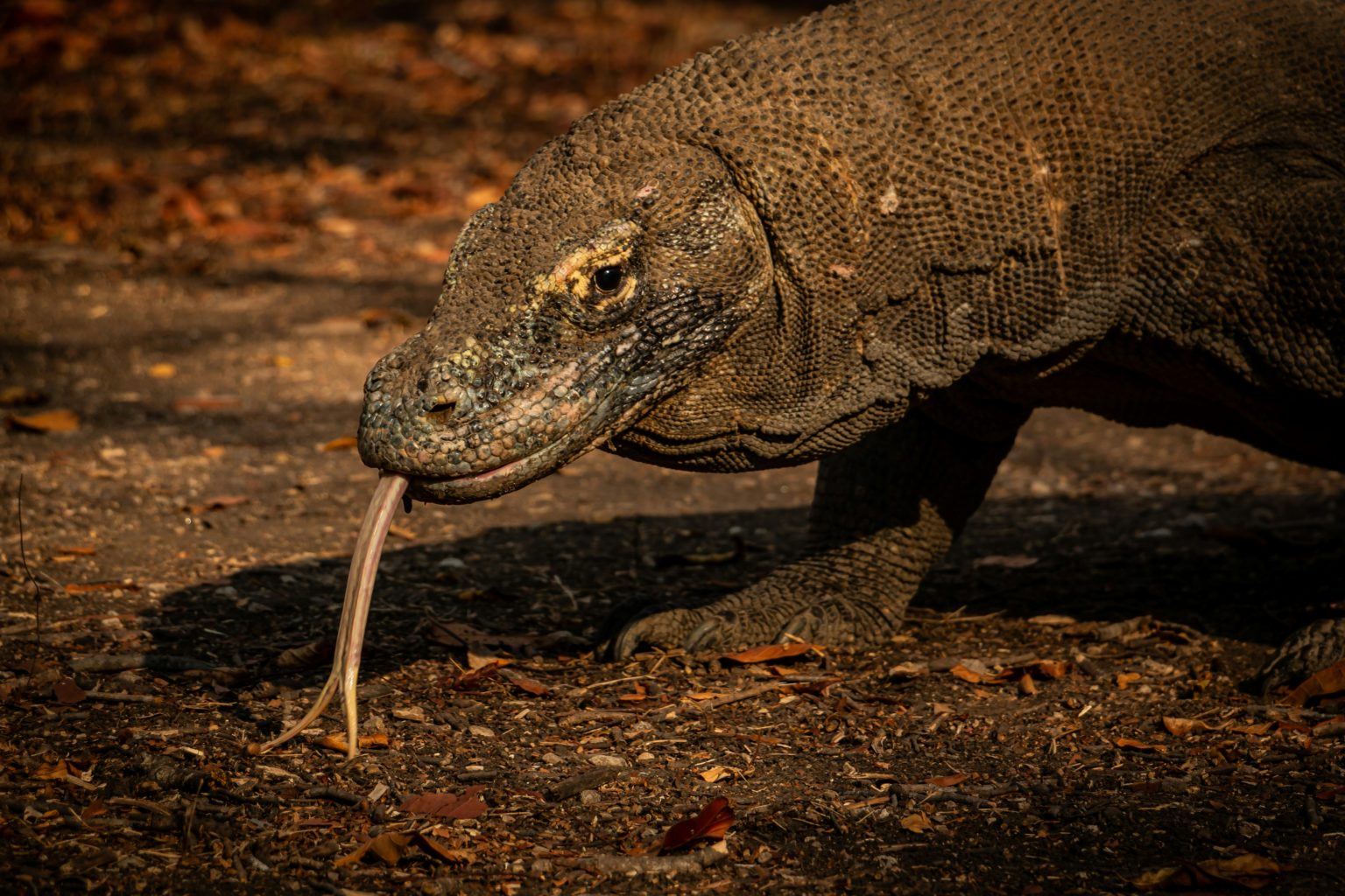 Scientists find that Komodo Dragons have iron-tipped teeth for tearing ...