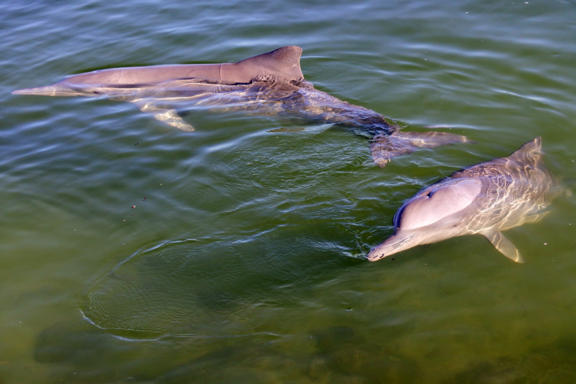 Internet divided as animal expert swims in Amazon Rainforest with ...