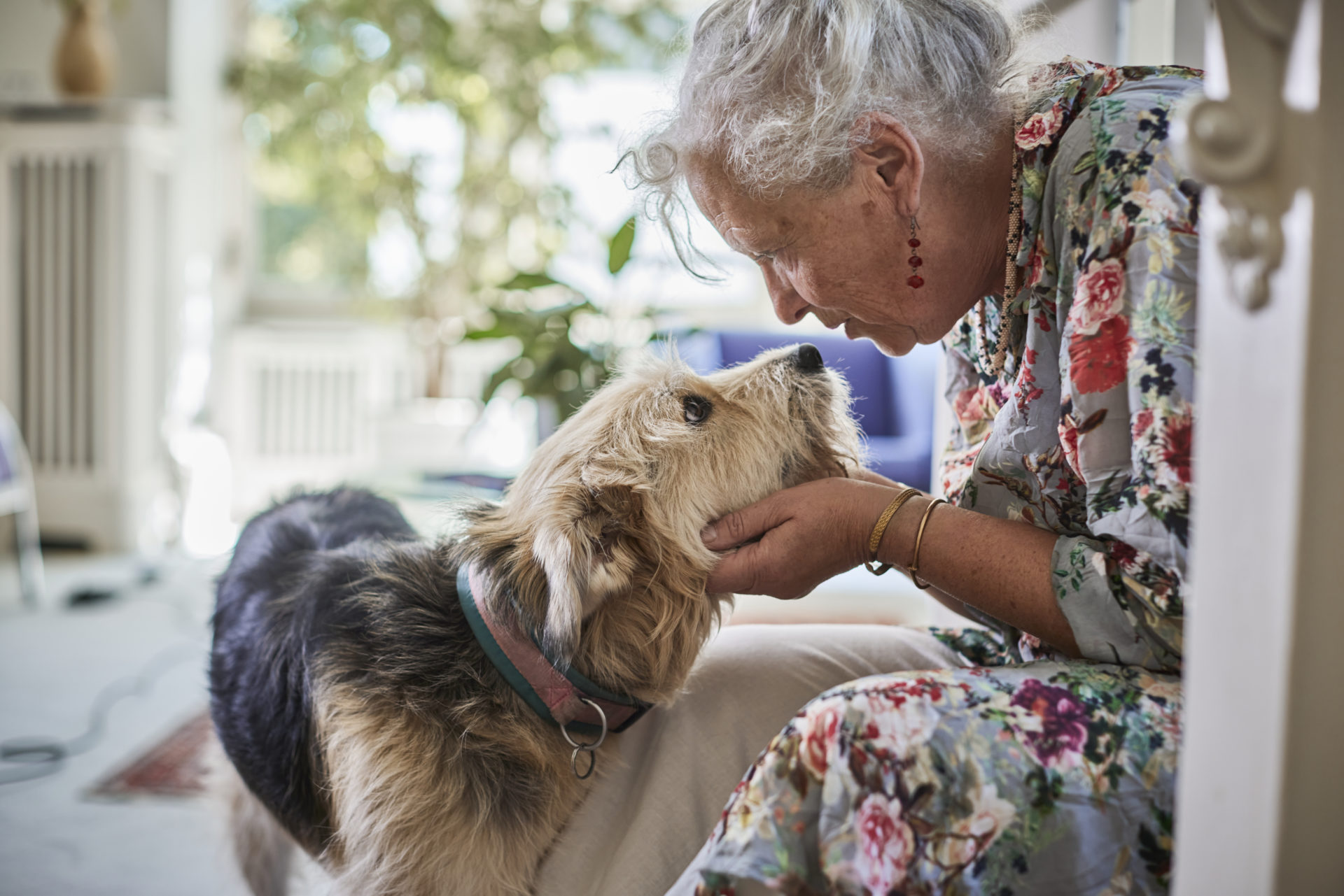 Older dogs suffer from an incurable condition similar to Alzheimer's ...