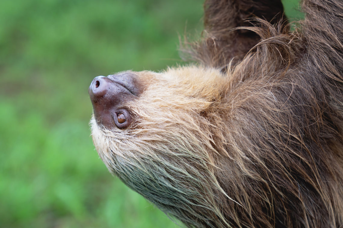 Deadly 'sloth virus' outbreak spreads beyond Amazon region to United States