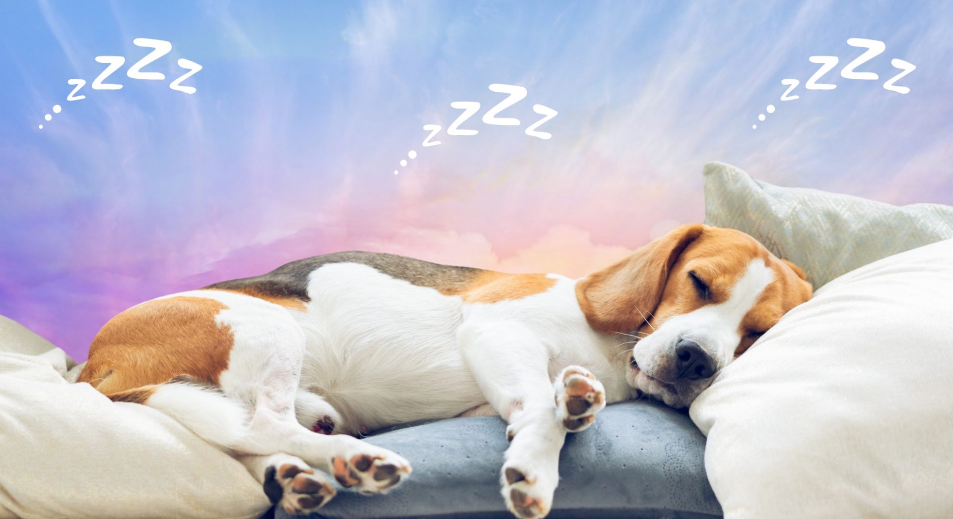 What it actually means when your dog is twitching and squeaking in ...