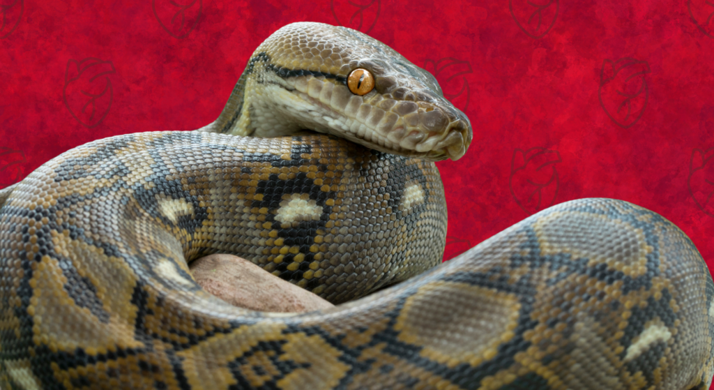 Scientists might have found holy grail medicine for hearts in python organ