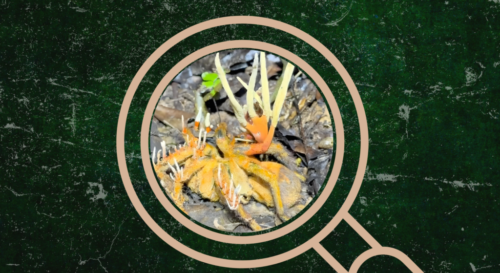 People ‘repulsed’ by tarantula overtaken by zombie fungus that inspired ...