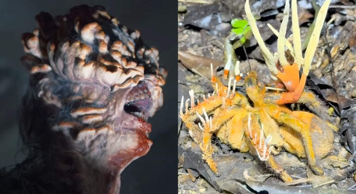 People ‘repulsed’ by tarantula overtaken by zombie fungus that inspired ...
