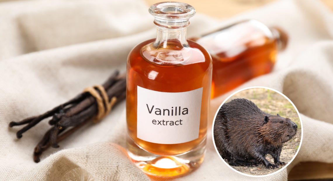 You'll never look at vanilla extract the same after finding out it was ...