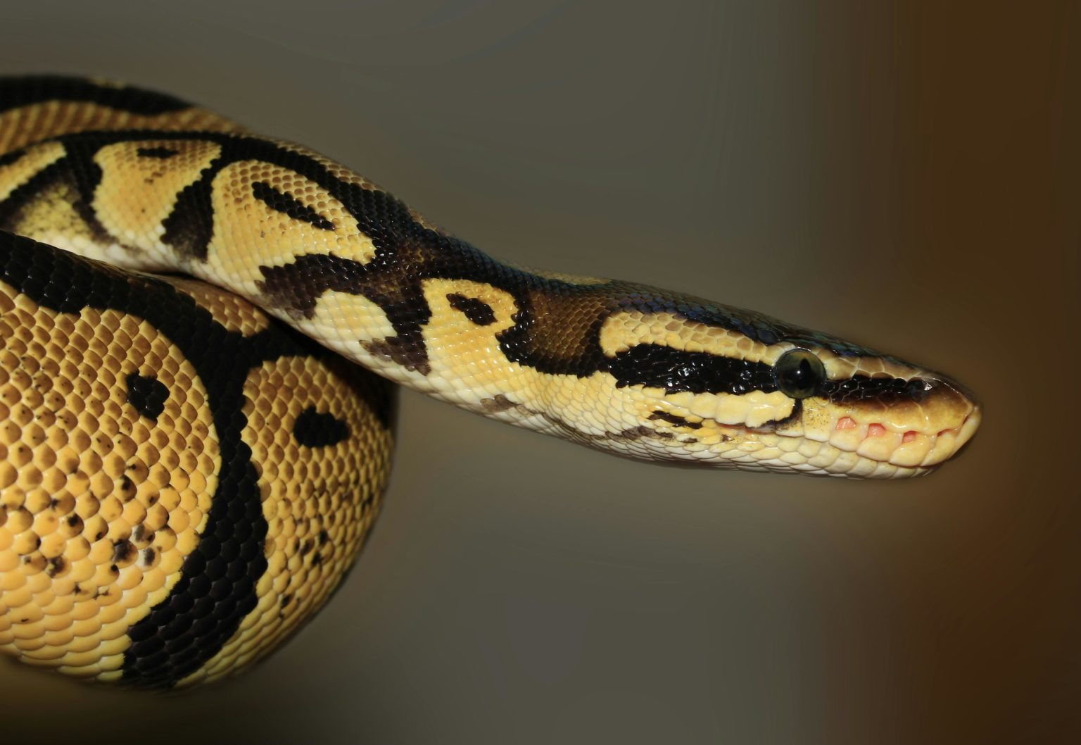 Scientists might have found holy grail medicine for hearts in python organ