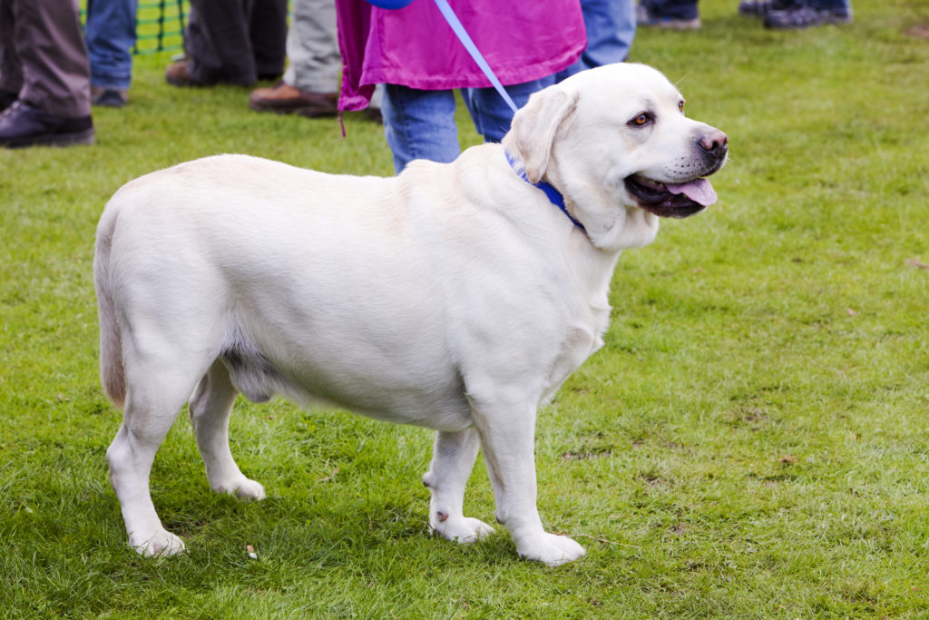 Popular dog breed is naturally prone to obesity and always hungry ...