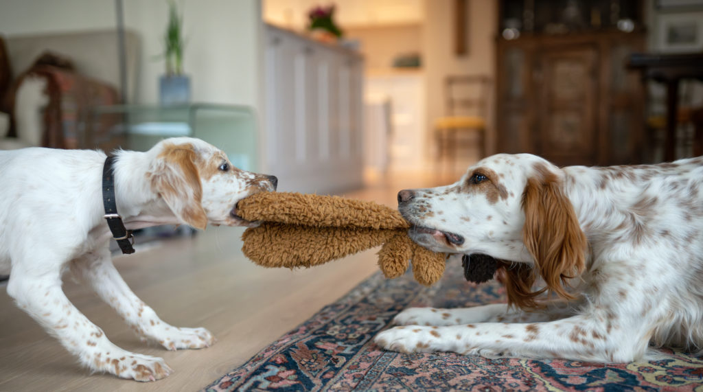 Sleeping beside your dog's favorite toy keeps it from getting destroyed ...