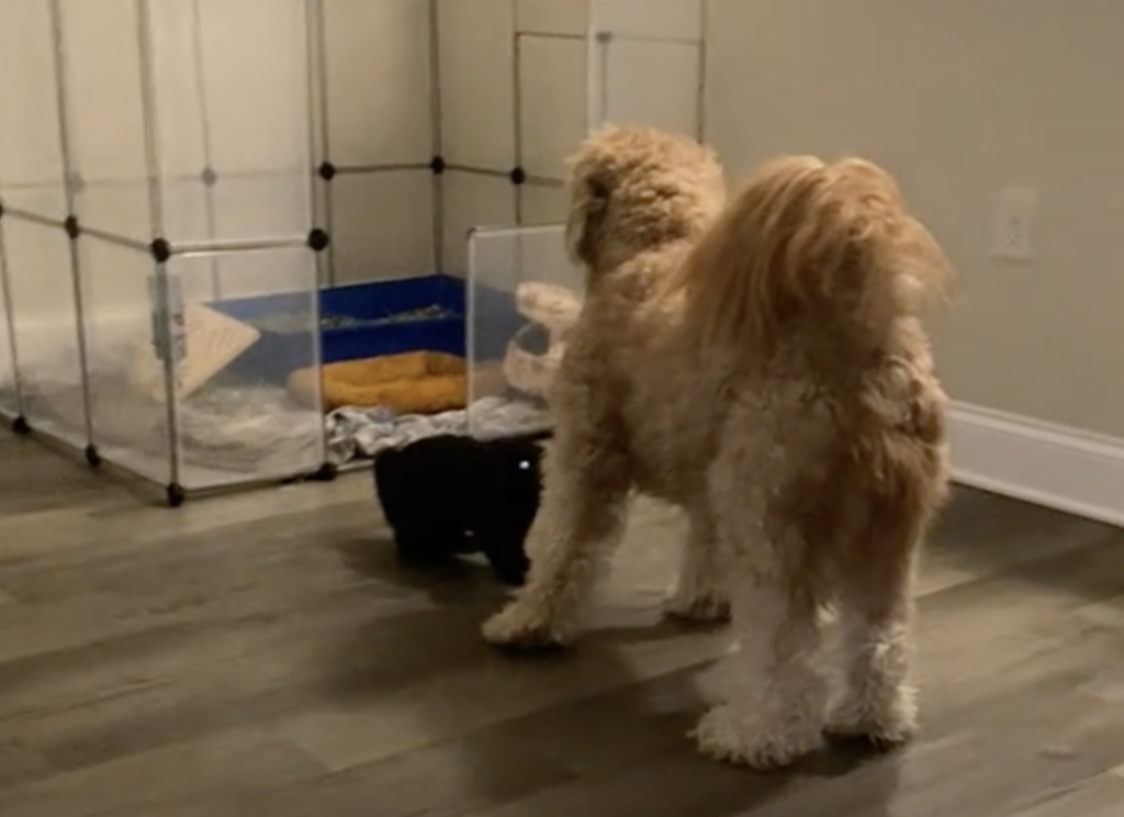 Dog and bunny play together in adorable video that proves 'anyone can ...