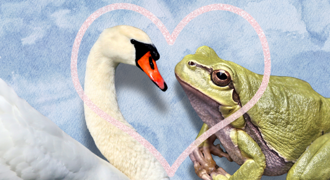 China’s ‘You swan, he frog’ is both ultimate compliment and savage put down
