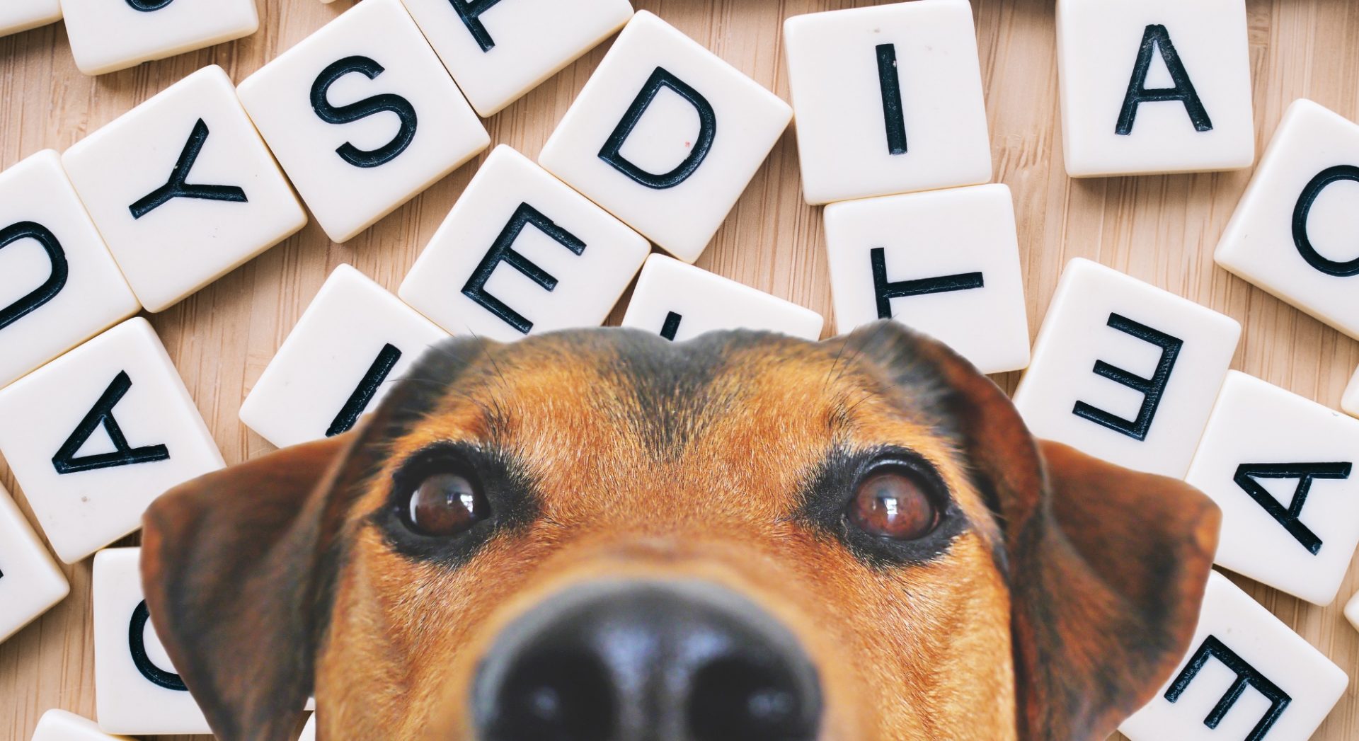 Some 'uniquely gifted' dogs can remember names of objects for 2 years ...