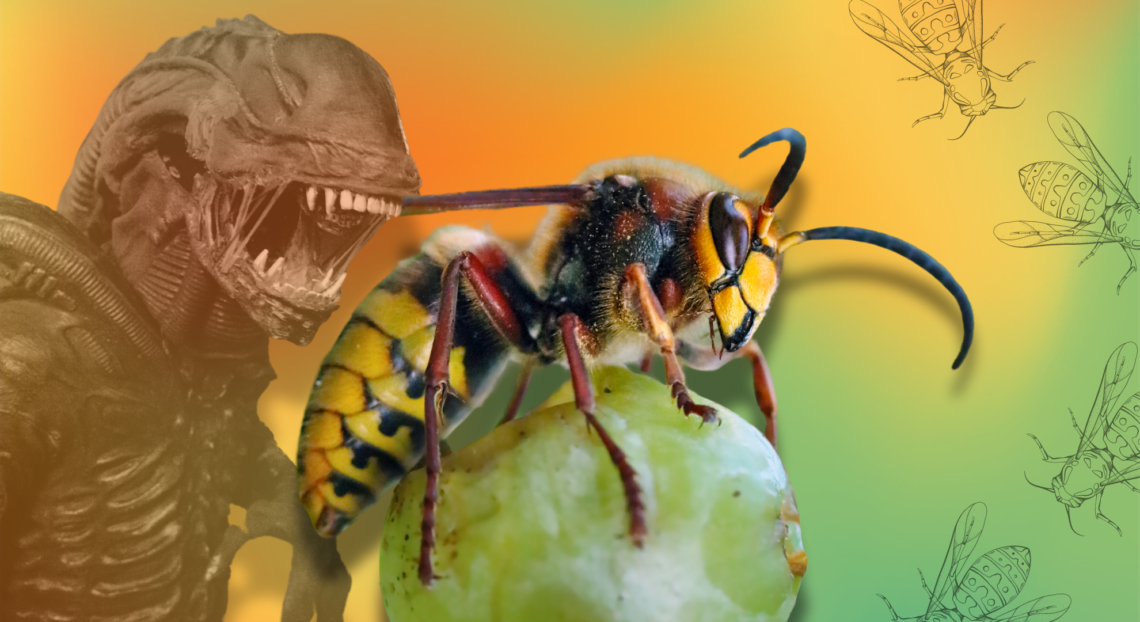 Newly discovered wasp bursts from the bodies of fruit flies like a ...