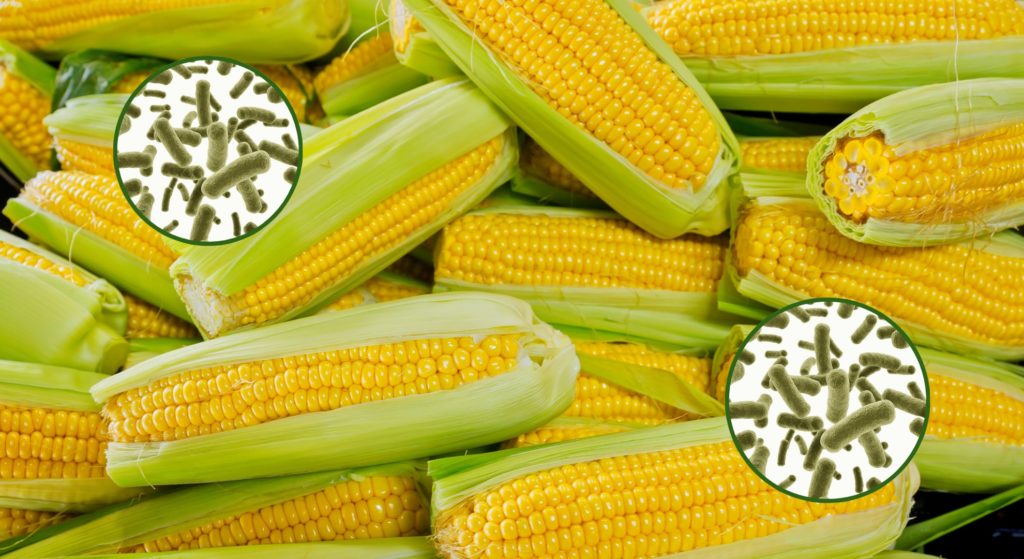 Corn can contain dangerous toxins that cause liver cancer, but doctor ...