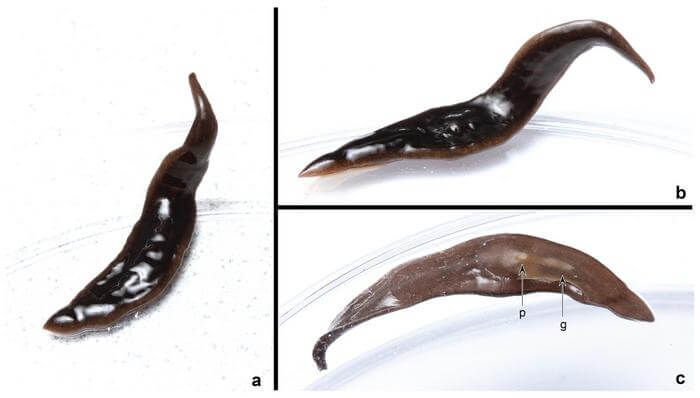 Newly discovered invasive flatworm could pose risk to neighborhood ...
