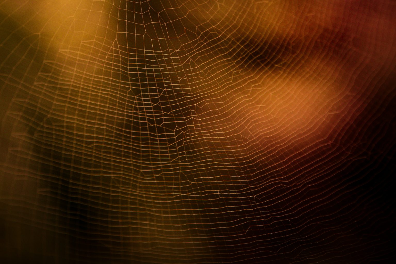 Your doctor could soon be sewing you up with spider silk after ...