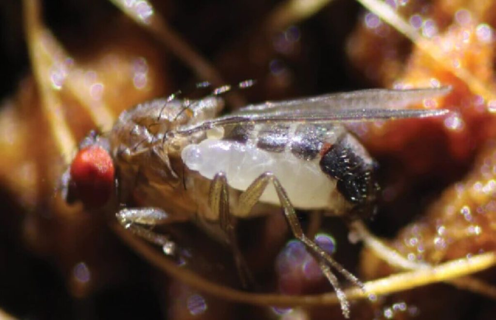 Newly discovered wasp bursts from the bodies of fruit flies like a ...