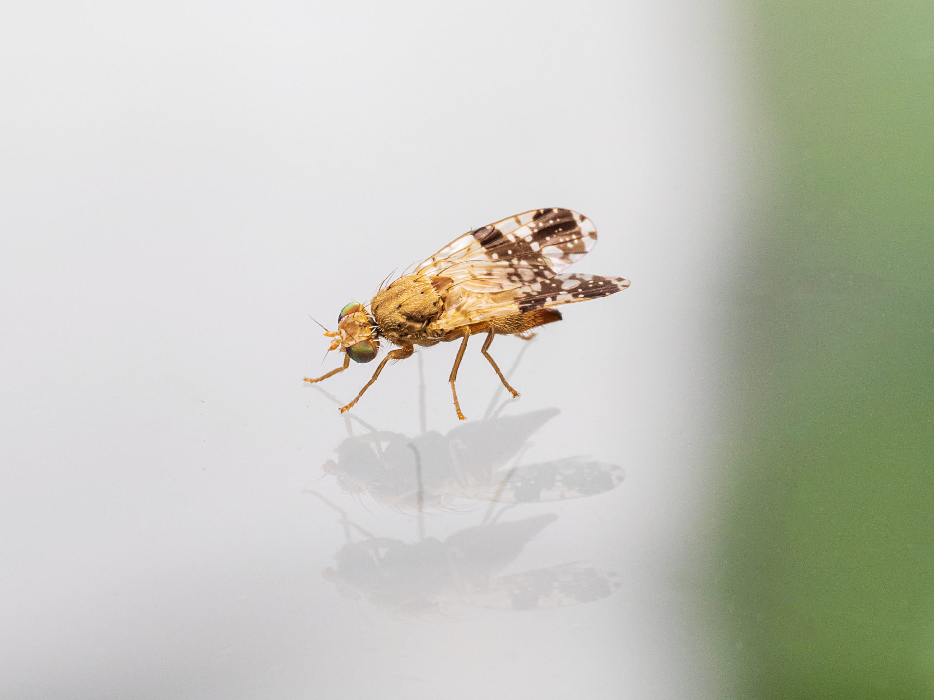 Scientists have ‘created’ flies they can stop in their tracks – with ...
