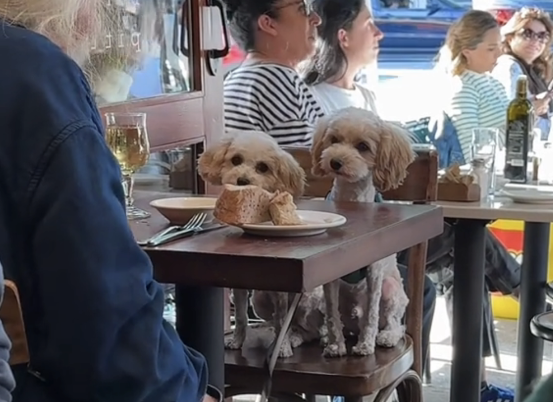 Dogs sit at New York dinner table on 'perfect date' with 'better ...