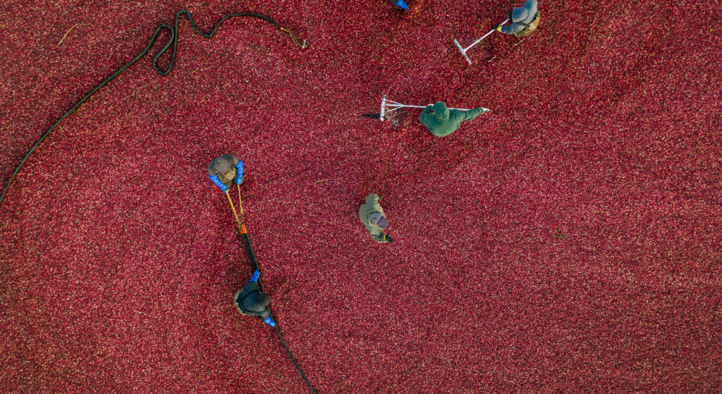 Cranberry season is now officially here and their employee wolf spider ...