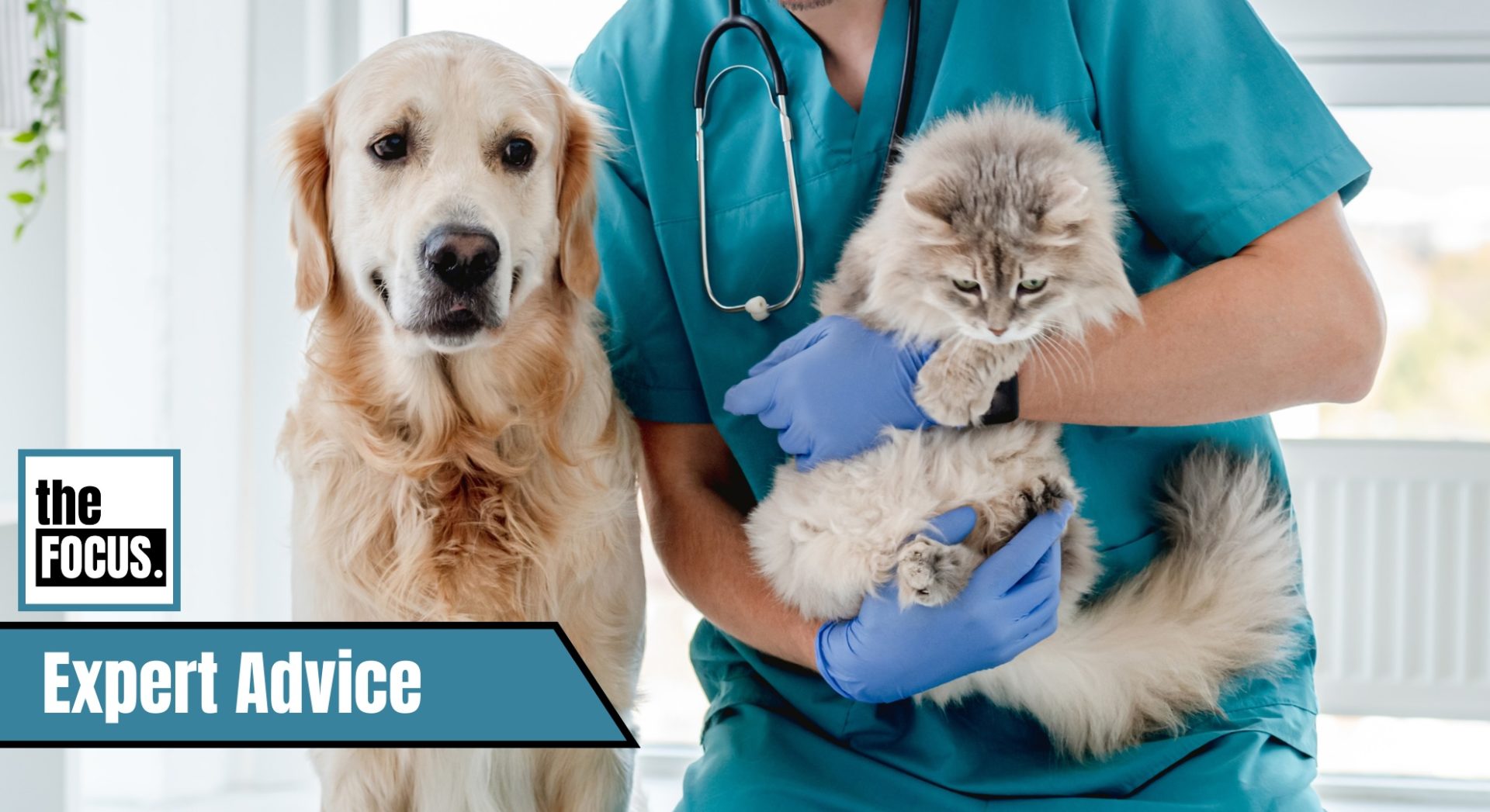 Vet issues heartbreaking advice to pet owners about 'preventing' and ...